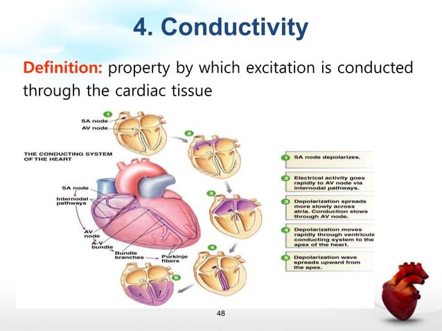 Cardiac muscle physiology | PPTX | Heart and Cardiovascular Diseases ...