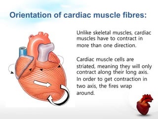 Myocardium Definition
