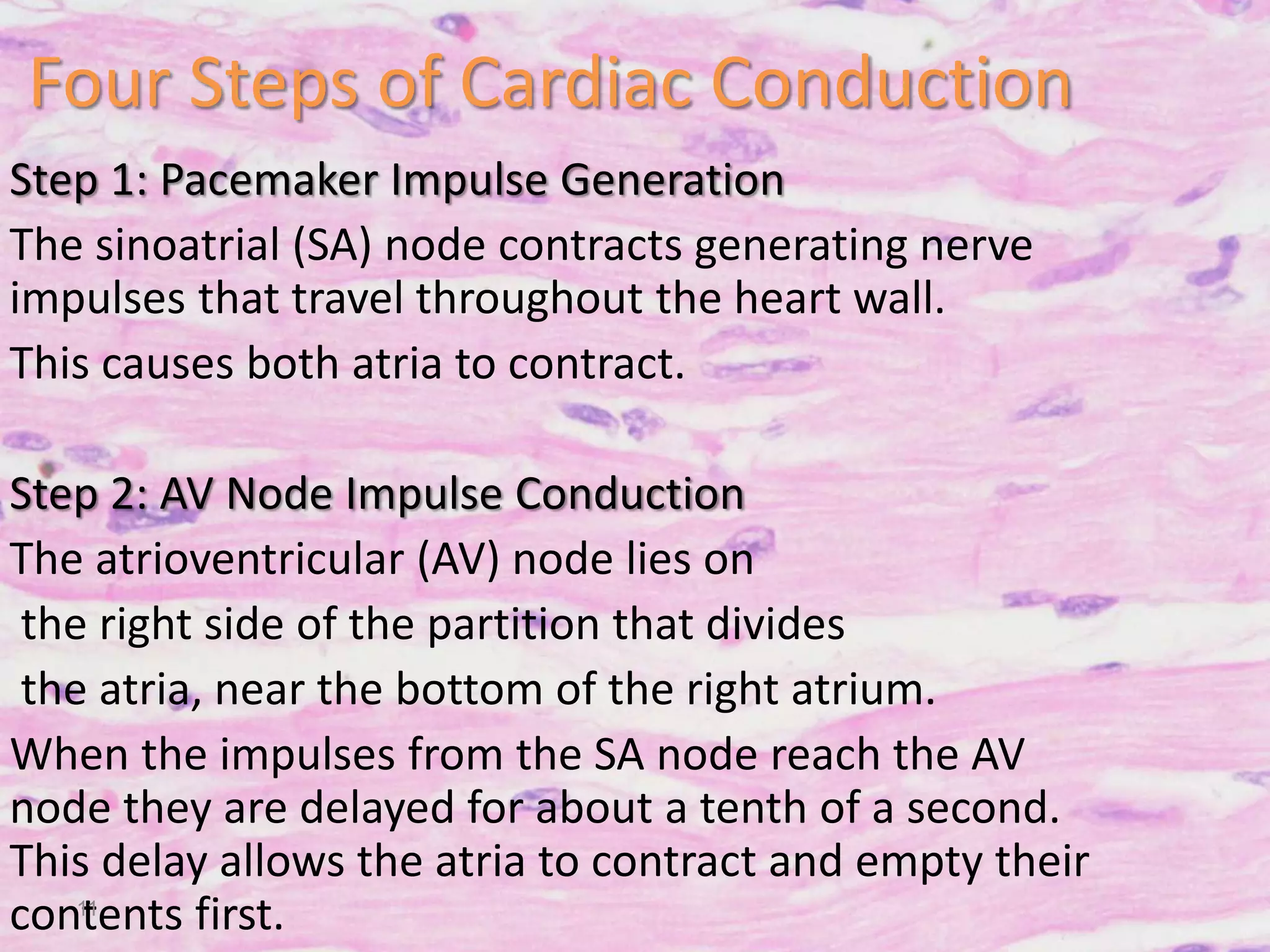 Cardiac muscle tissue | PPTX