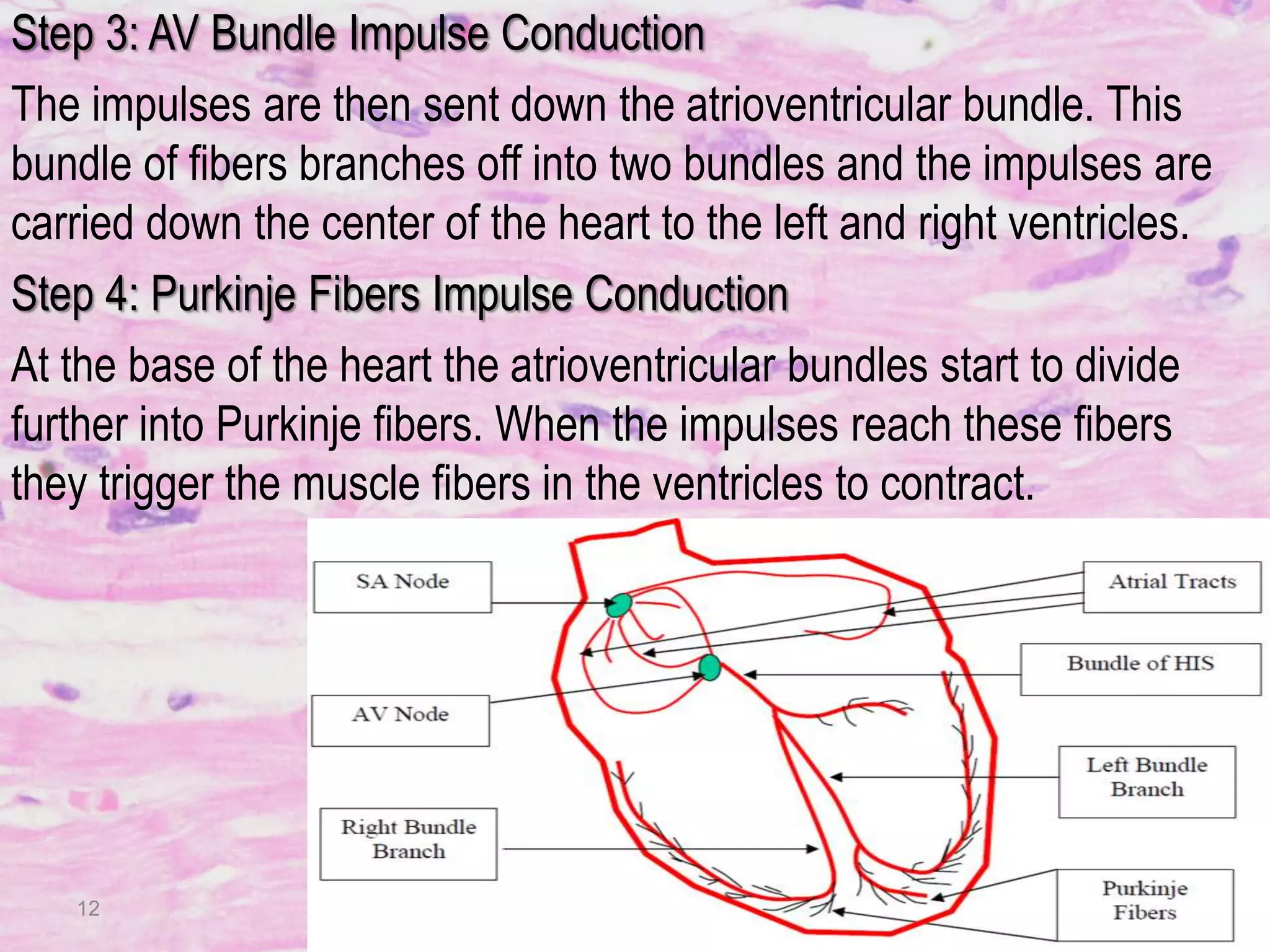 Cardiac muscle tissue | PPTX