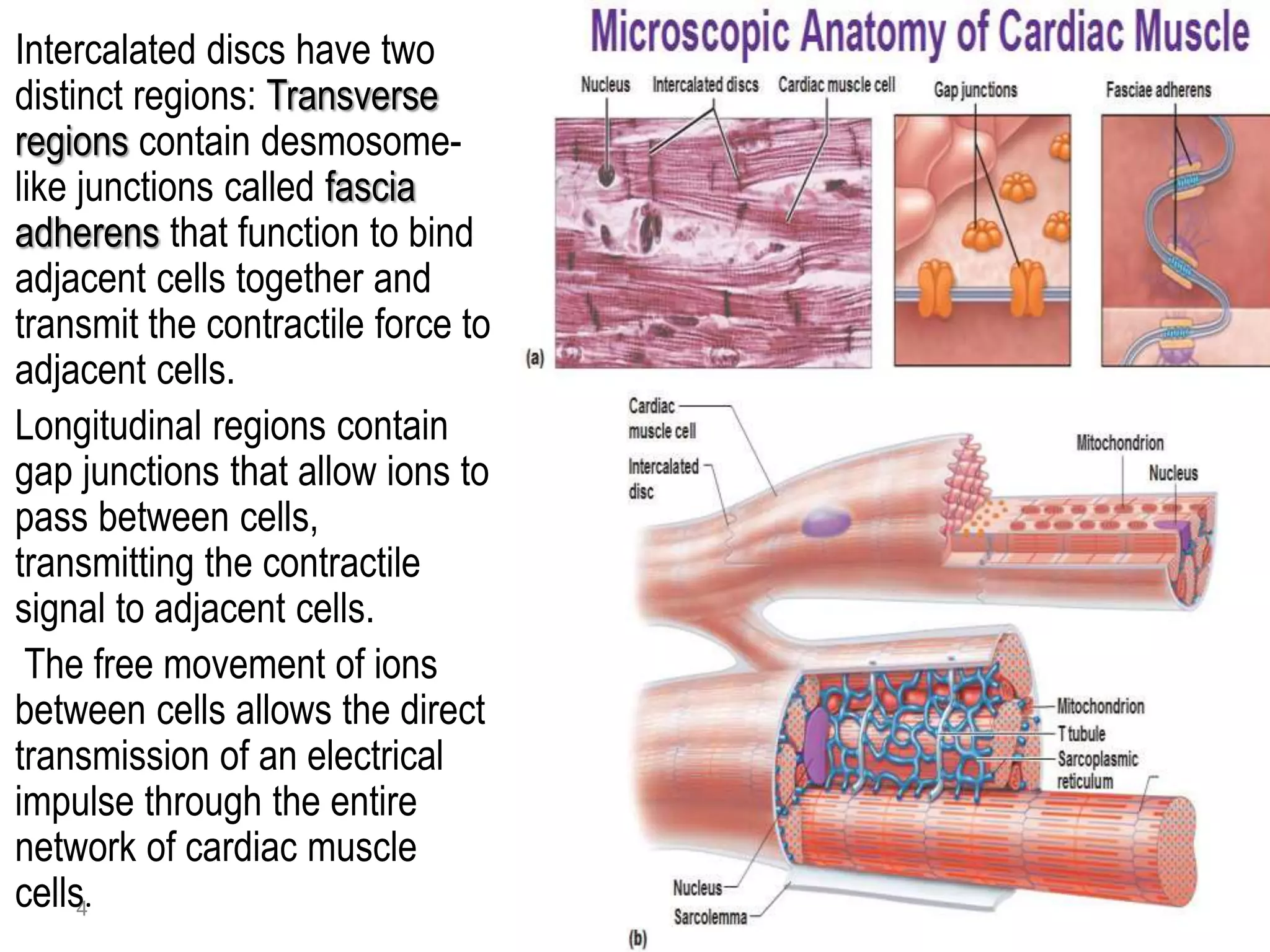 Cardiac muscle tissue | PPTX
