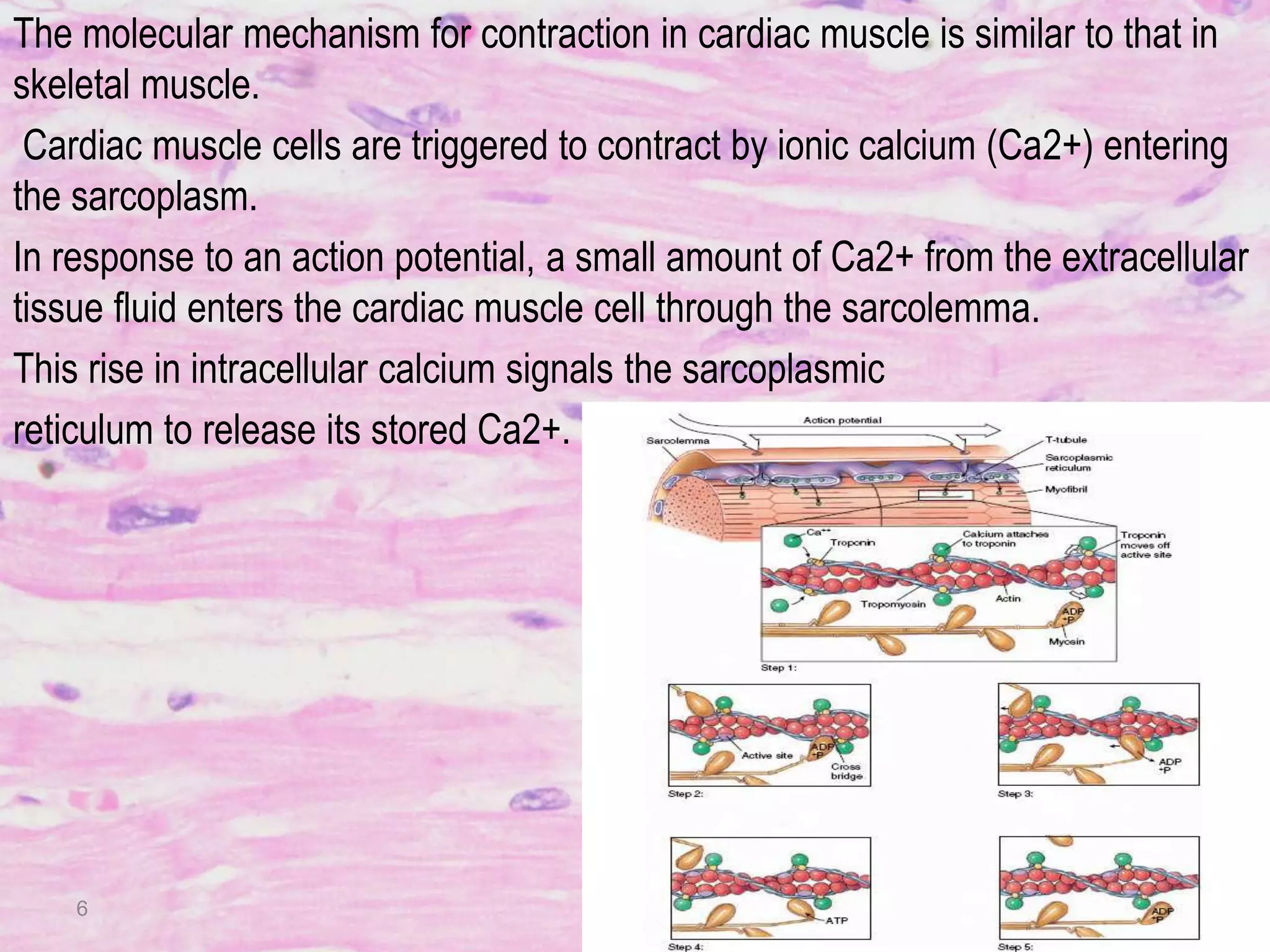 Cardiac muscle tissue | PPTX