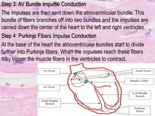 Cardiac muscle tissue | PPTX