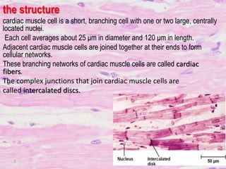 Cardiac muscle tissue | PPTX