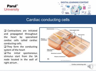 Cardiac Muscle Tissue Sarcomere Slide Labeled