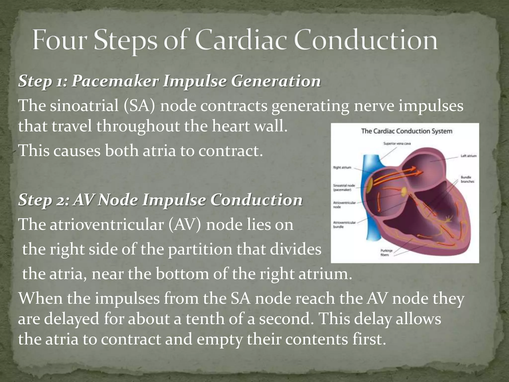 Cardiac muscle tissue and conducting system | PPTX
