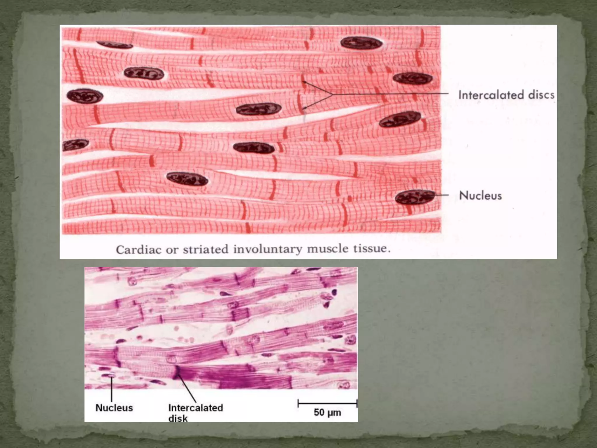 Cardiac muscle tissue and conducting system | PPTX