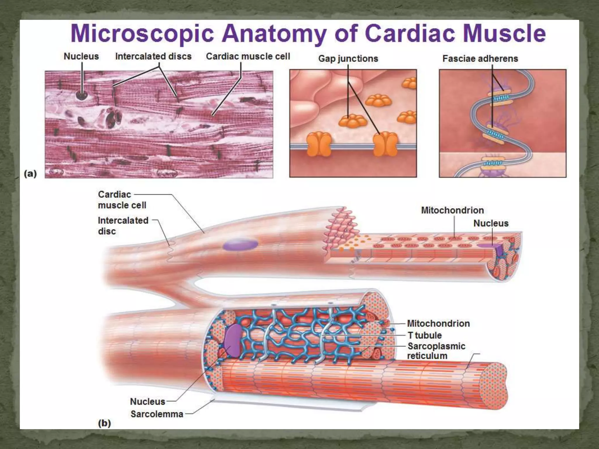 Cardiac muscle tissue and conducting system | PPTX