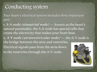 Cardiac muscle tissue and conducting system | PPTX