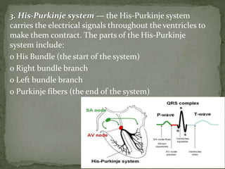 Cardiac muscle tissue and conducting system | PPTX