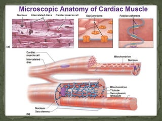 Cardiac muscle tissue and conducting system | PPTX