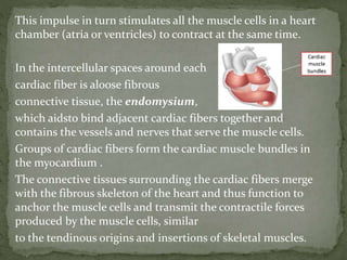 Cardiac muscle tissue and conducting system | PPTX