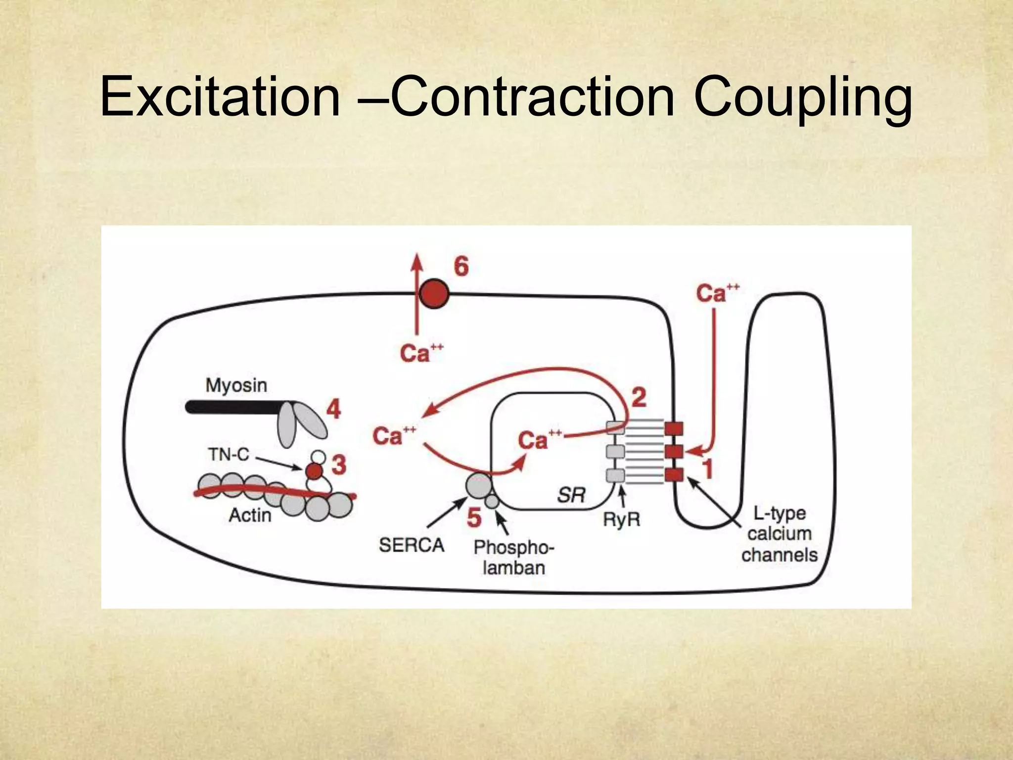 Cardiac myocytes | PPTX