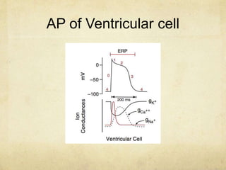 Cardiac myocytes | PPTX