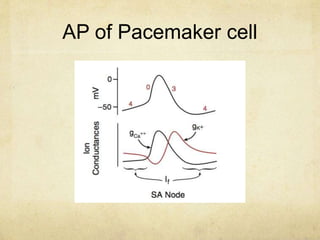 Cardiac myocytes | PPTX