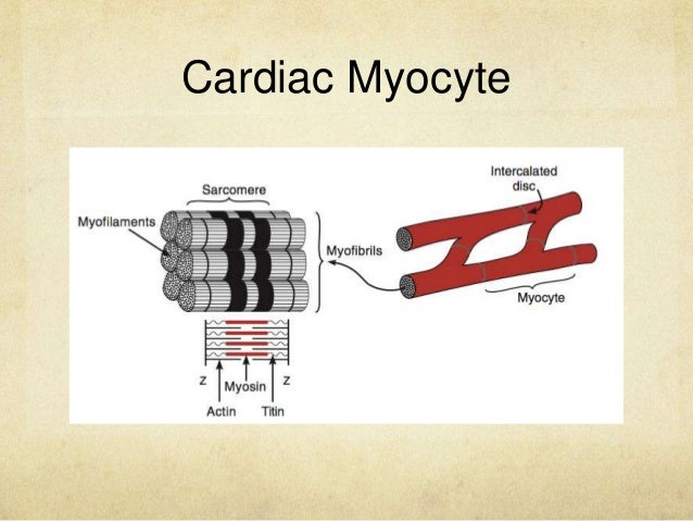 Cardiac myocytes