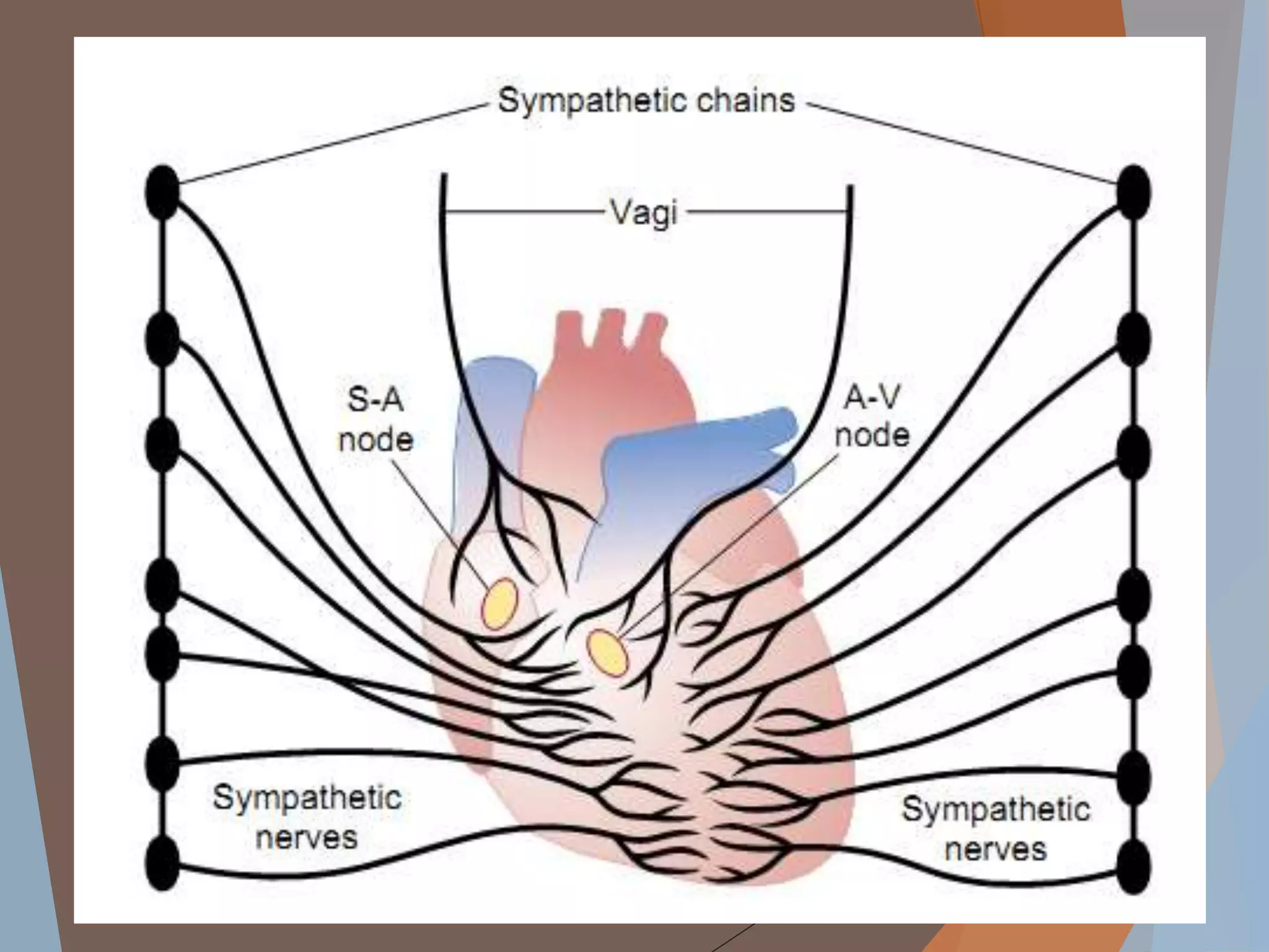 Cardiac Output The Guyton And Hall Physiology Pptx