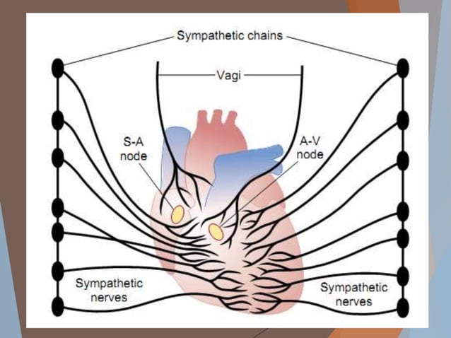 Cardiac Output The Guyton And Hall Physiology Ppt