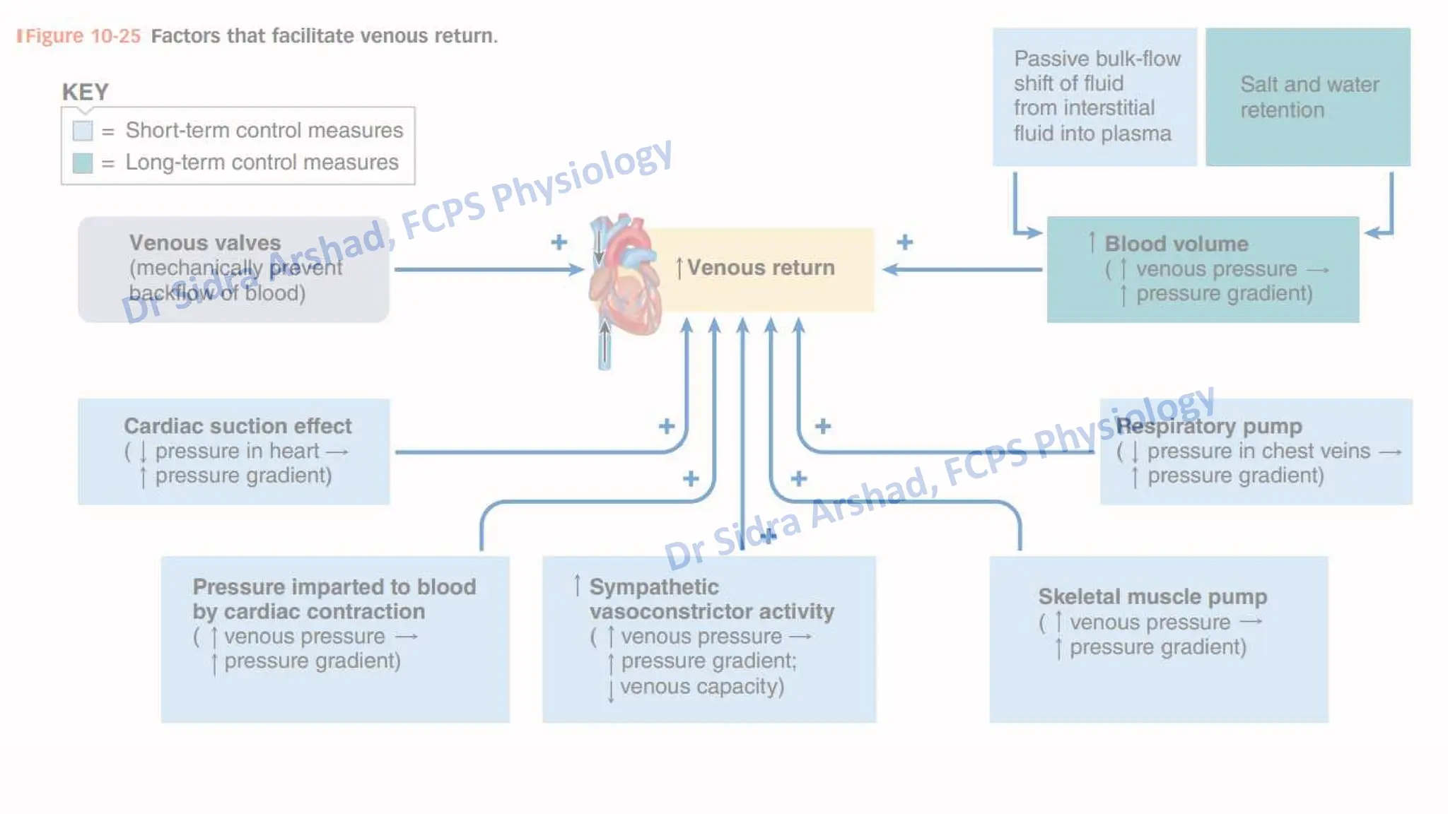 Cardiac Output, Venous Return, and Their Regulation | PDF