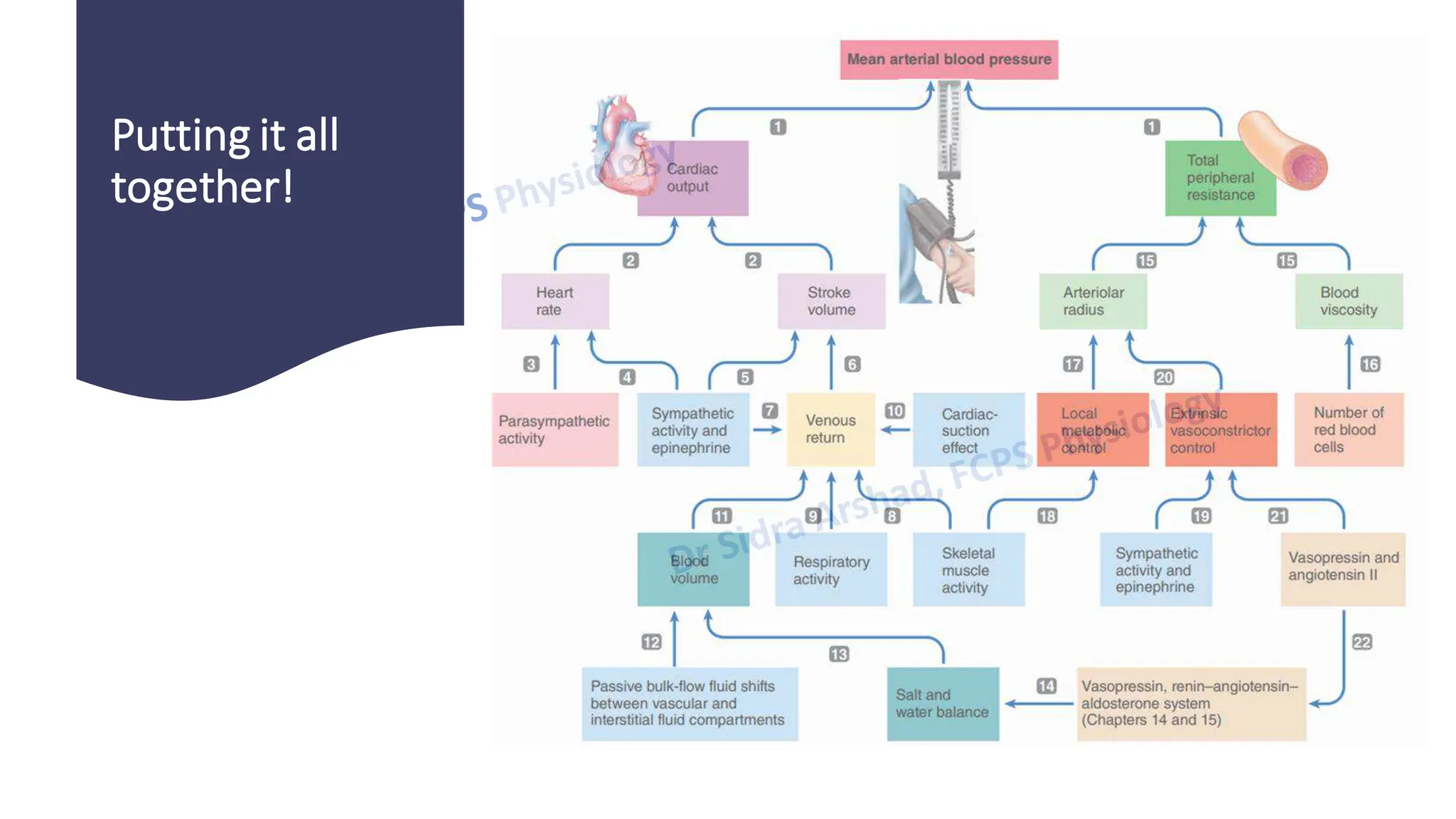 Cardiac Output, Venous Return, and Their Regulation | PDF