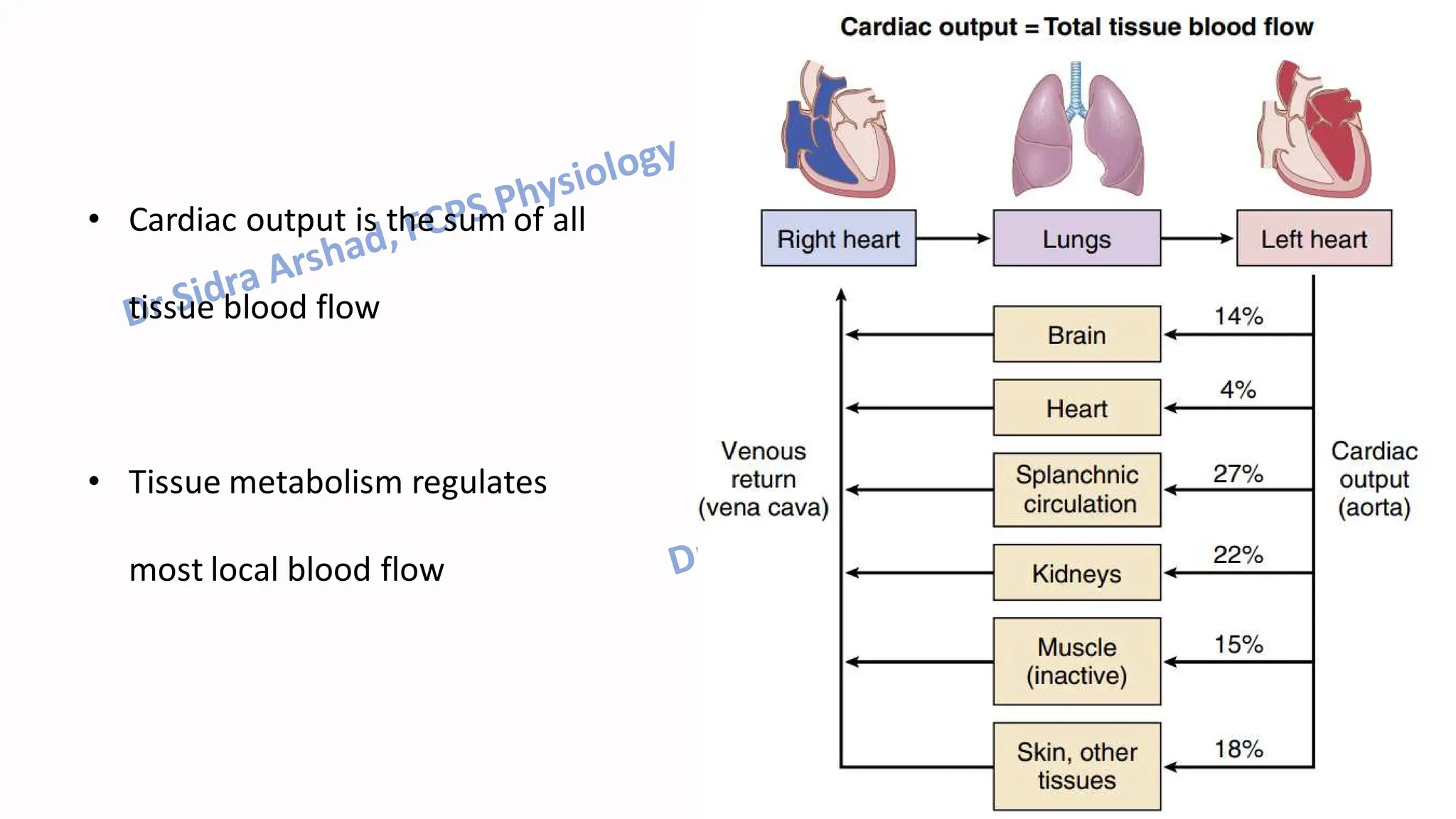 Cardiac Output, Venous Return, and Their Regulation | PDF