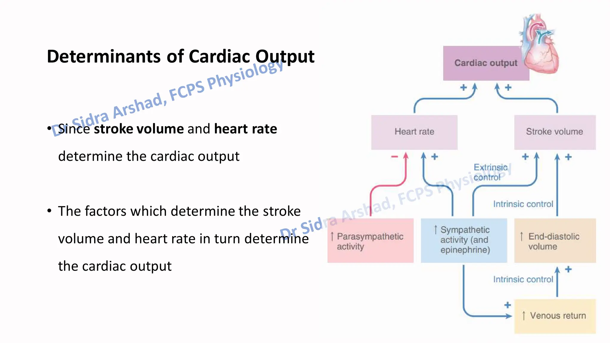 Cardiac Output, Venous Return, and Their Regulation | PDF