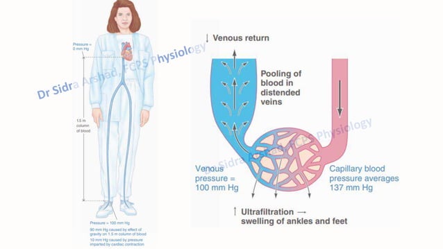 Cardiac Output, Venous Return, and Their Regulation | PDF