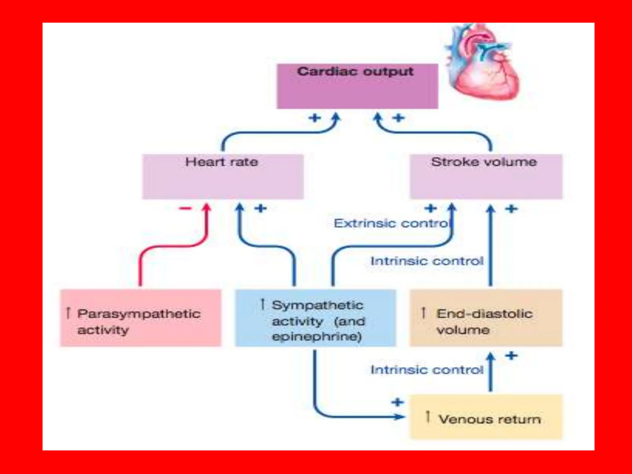 CARDIAC OUTPUT ,REGULATION AND FACTORS AFFECTING CARDIAC OUTPUT .pptx