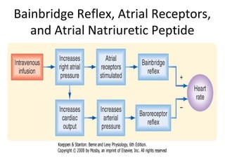 Cardiac output and venous return | PPT