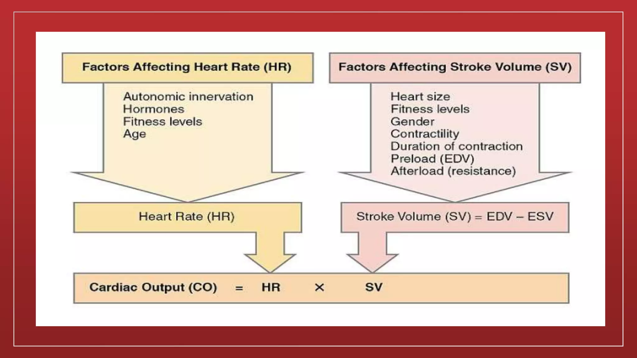 Cardiac output & factors affecting it. | PPTX