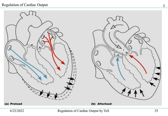Cardiac Out Put regulation .pdf | Heart and Cardiovascular Diseases ...