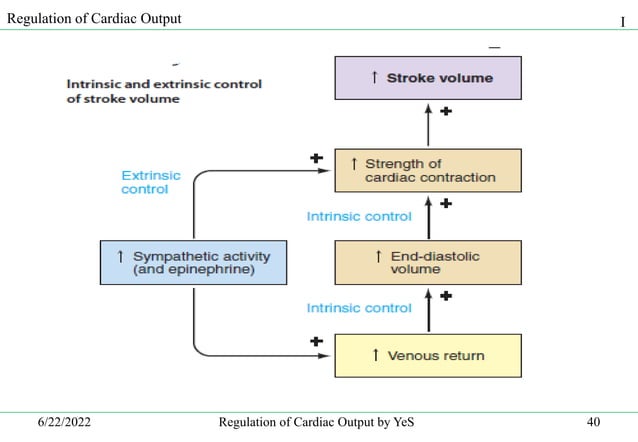 Cardiac Out Put regulation .pdf | Heart and Cardiovascular Diseases ...