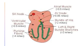 Artificial Cardiac pacemaker |medical device that generates electrical ...