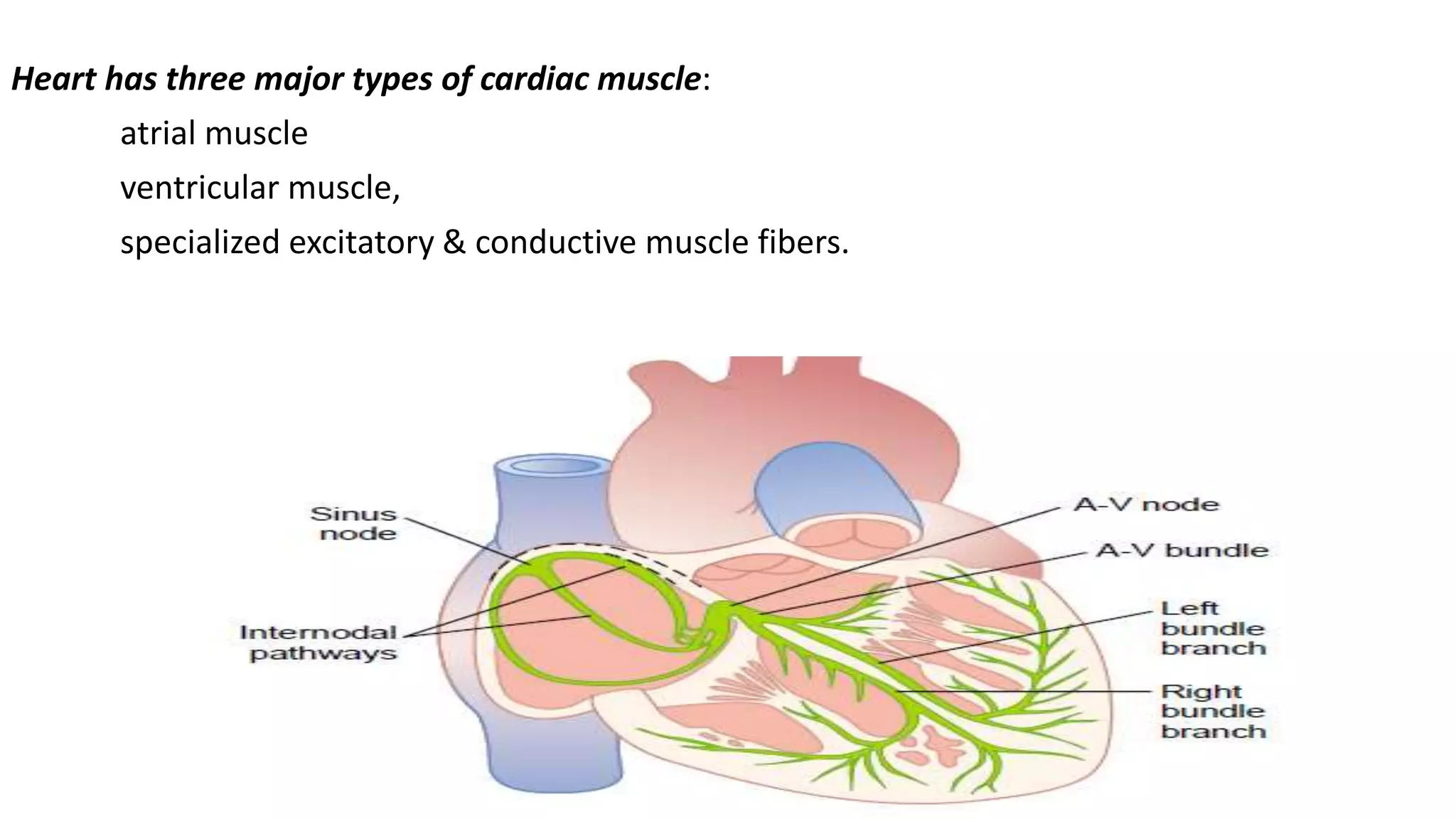 Cardiac physiology | PPTX