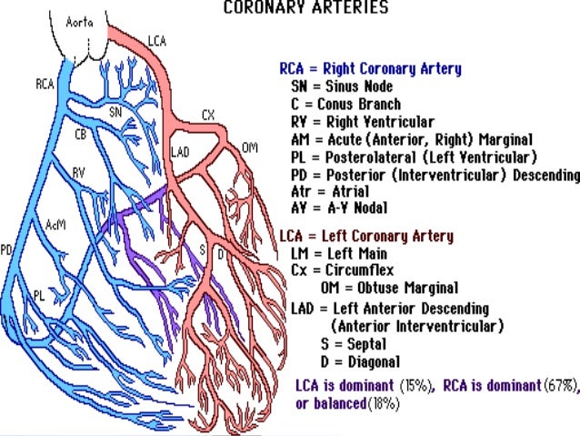 Coronary Artery(관상동맥) : 네이버 블로그