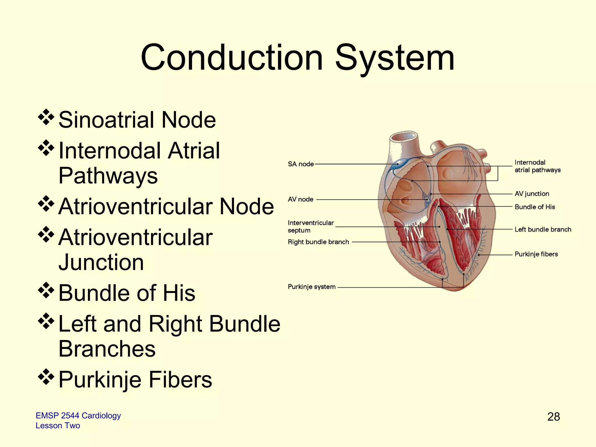 Cardiac physiology | PPT