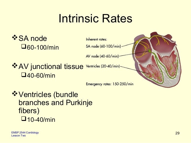 Cardiac physiology