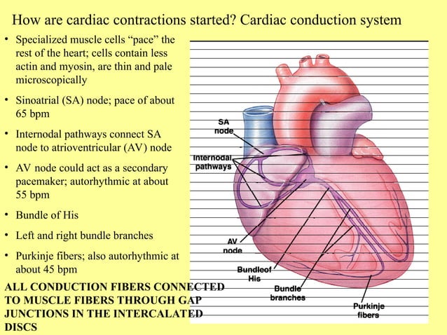 Physiology of Cardiac muscle and function.ppt