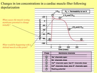 Physiology of Cardiac muscle and function.ppt