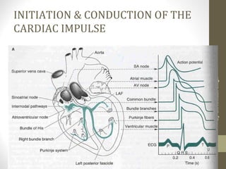 Cardiacphysiology&anaestheticconsiderationscardiacoutput,pulse,bp ...