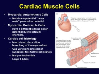 Cardiac physiology | PPT
