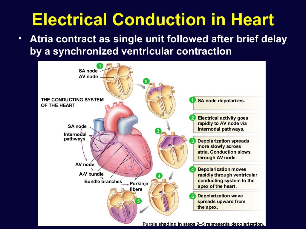 Cardiac physiology