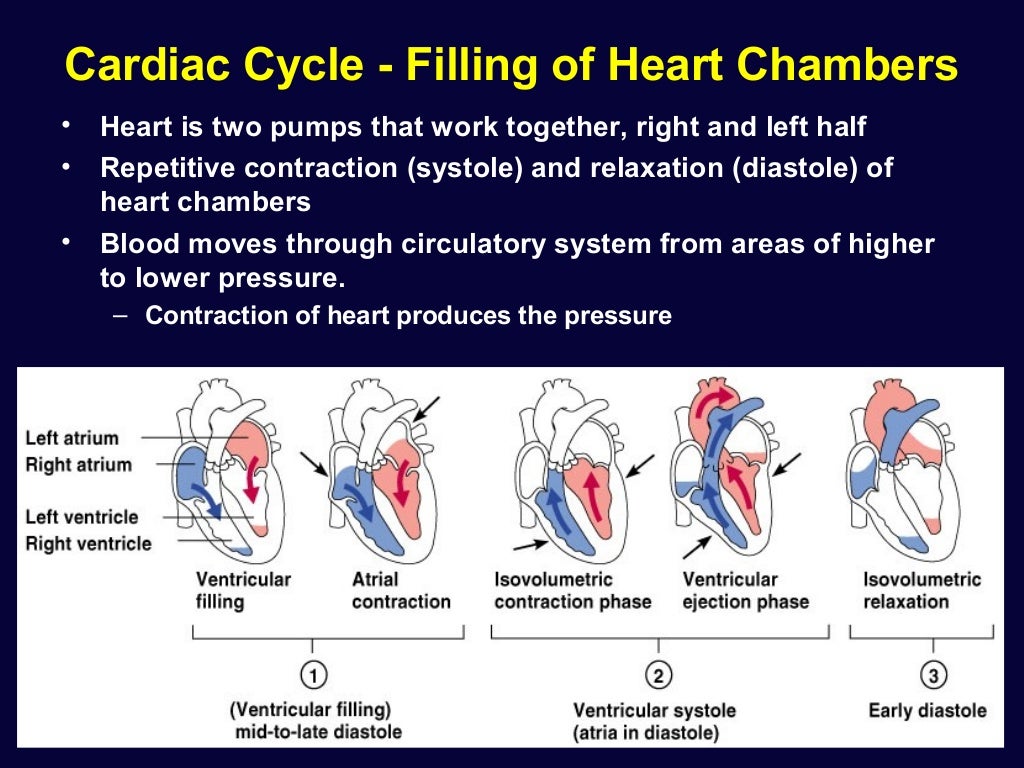 Cardiac physiology