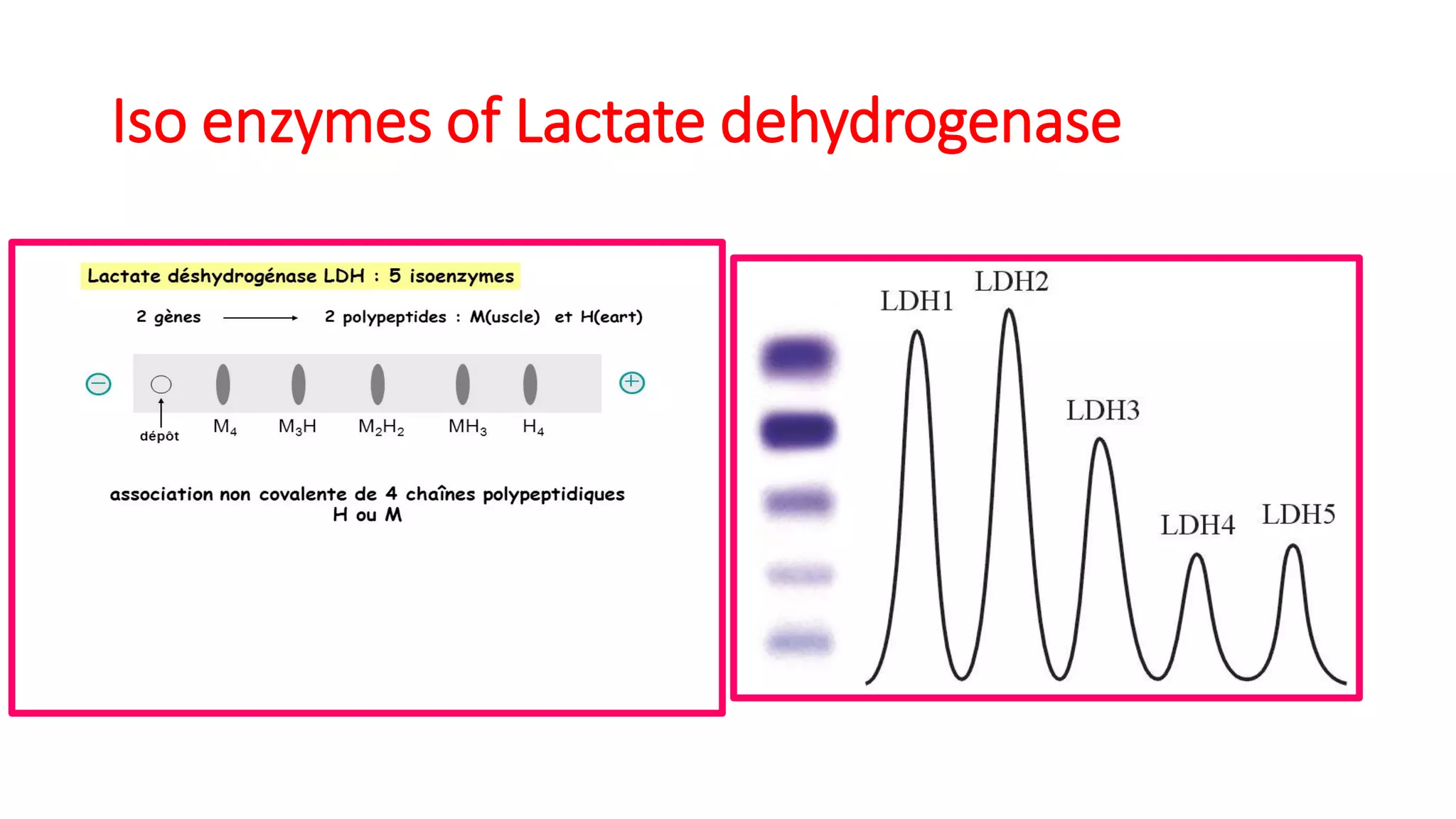 Cardiac profile tests(biochemical ) | PDF