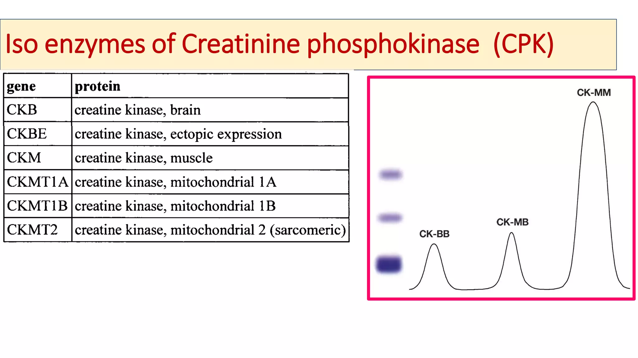 Cardiac profile tests(biochemical ) | PDF