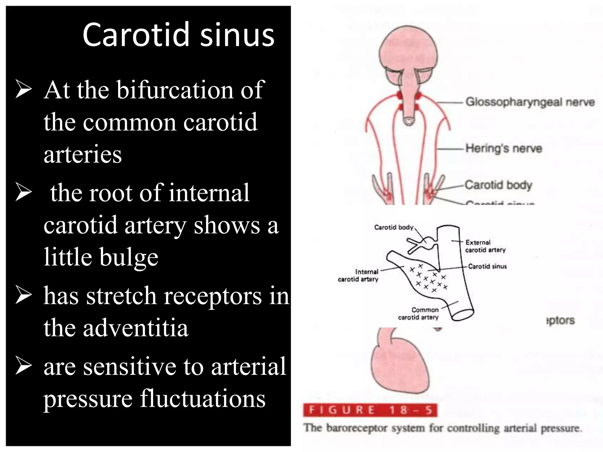 Cardiac reflex | PPTX