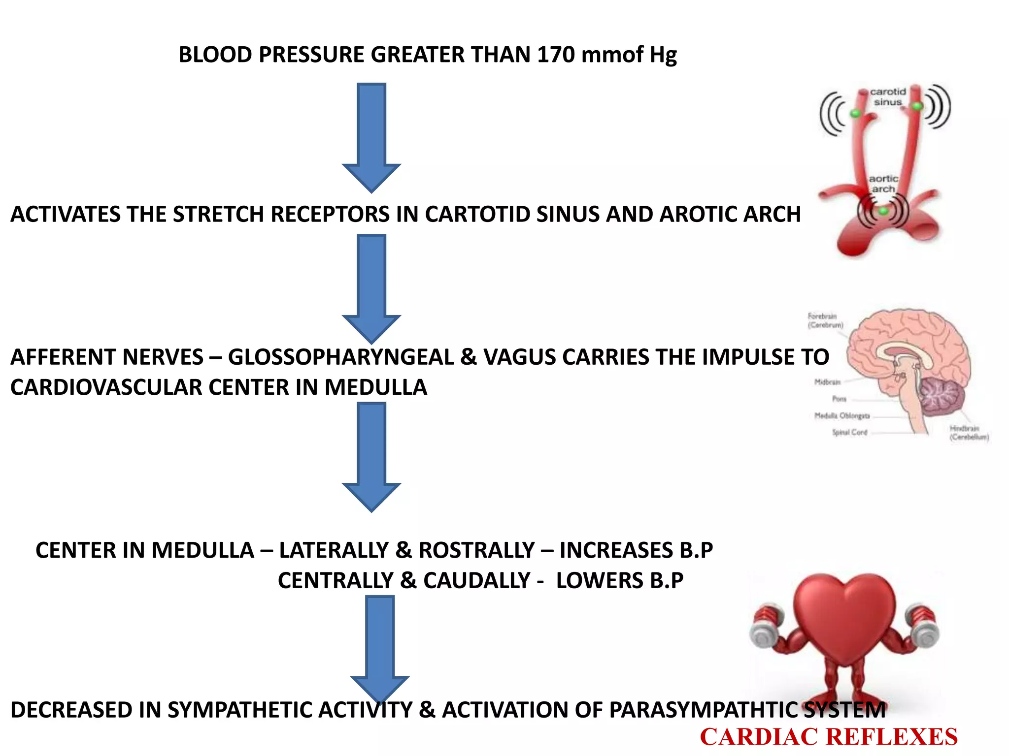 Cardiac reflexes & Anaesthetic Implications | PPTX