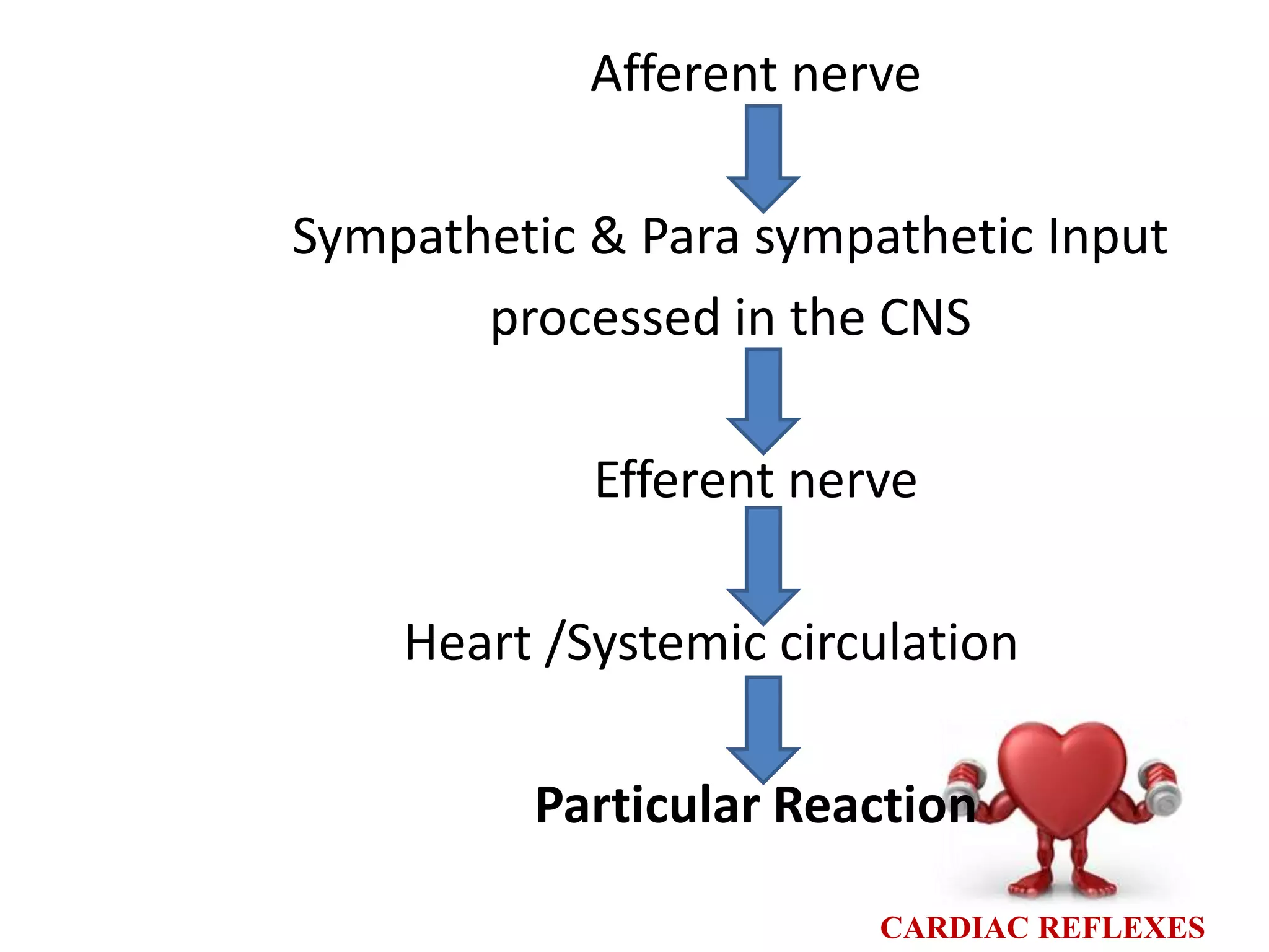 Cardiac reflexes & Anaesthetic Implications | PPTX
