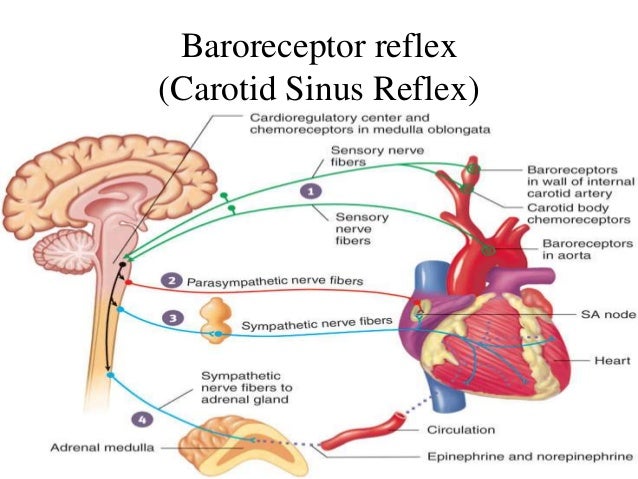Cardiac reflexes & Anaesthetic Implications