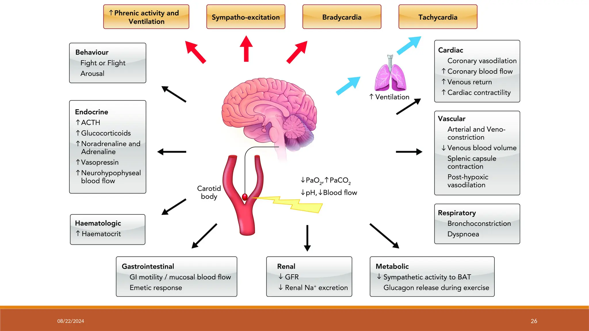 CARDIAC REFLEXES ppt cardiac reflexes .pptx